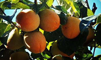 How to Grow a Persimmon Tree from a Seed? (#1 Free Guide)