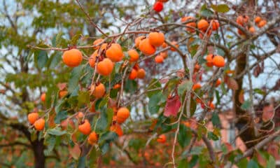 How to Grow a Persimmon Tree from a Seed? (#1 Free Guide)
