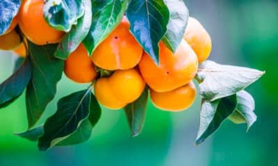 How to Grow a Persimmon Tree from a Seed? (#1 Free Guide)