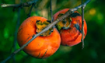 How to Grow a Persimmon Tree from a Seed? (#1 Free Guide)