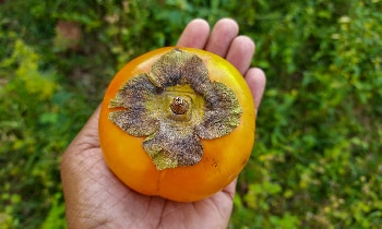 How to Grow a Persimmon Tree from a Seed? (#1 Free Guide)