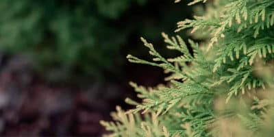 Why Are My Cedar Trees Turning Brown? (12 Possible Reasons)