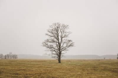 Why Are My Cedar Trees Turning Brown? (12 Possible Reasons)