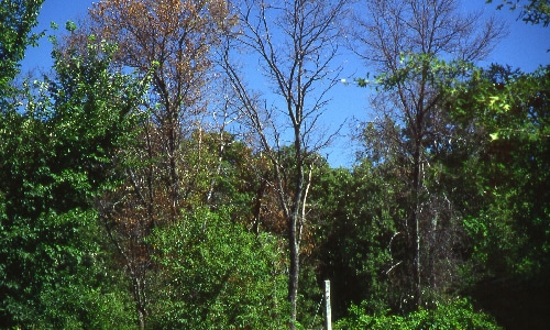 White Ash Tree - Fraxinus Americana (#1 Guide) | Tree Guides