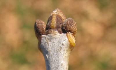 White Ash Tree - Fraxinus Americana (#1 Guide) | Tree Guides