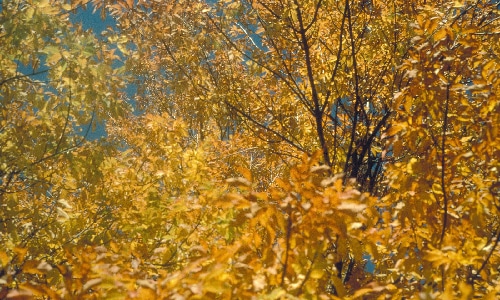 White Ash Tree - Fraxinus Americana (#1 Guide) | Tree Guides