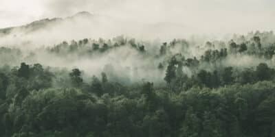 How Many Trees Are In The World? (2021 Updated List)