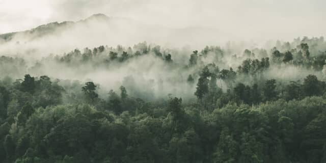 How Many Trees Are In The World? (2021 Updated List)