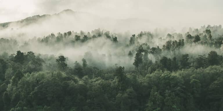 How Many Trees Are In The World? (2021 Updated List)