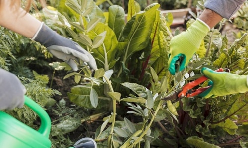 What Is Pruning? | #1 Full Guide (Benefits, Methods, Tools)