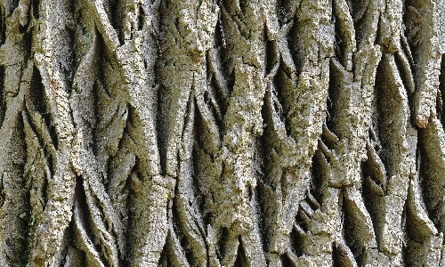 White Ash Tree - Fraxinus Americana (#1 Guide) | Tree Guides