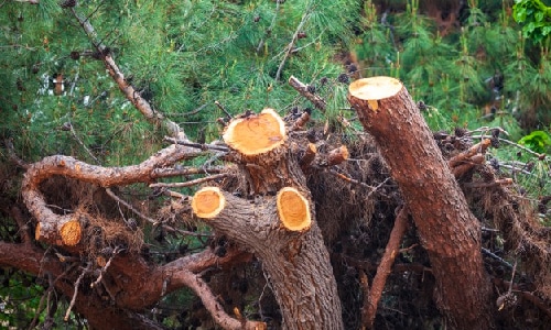 Can Oak Tree Roots Damage Foundation? (Tips Included) | LTE