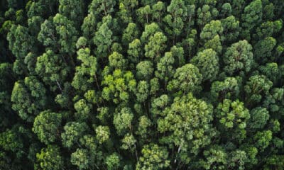 How Do Trees Communicate? (Learn Today) | Local Trees