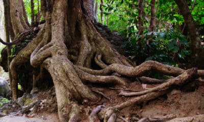 Can Oak Tree Roots Damage Foundation? (Tips Included) | LTE