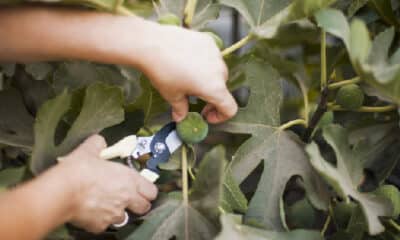 What Is Pruning? | #1 Full Guide (Benefits, Methods, Tools)