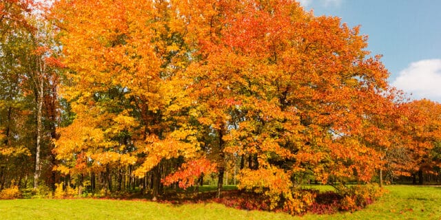 Northern Red Oak (Everything You Need to Know) | Tree Guides