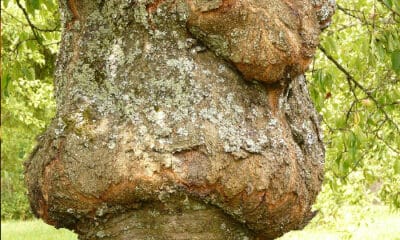 Northern Red Oak (Everything You Need to Know) | Tree Guides