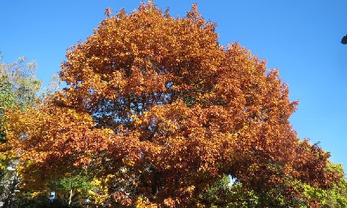 Northern Red Oak (Everything You Need to Know) | Tree Guides