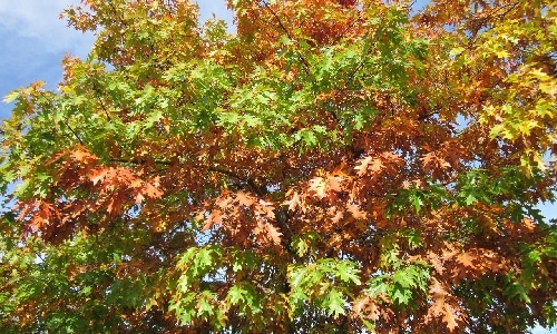 Northern Red Oak (Everything You Need to Know) | Tree Guides
