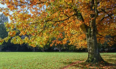 Northern Red Oak (Everything You Need to Know) | Tree Guides
