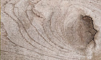 Northern Red Oak (Everything You Need to Know) | Tree Guides