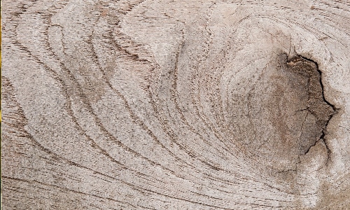 Northern Red Oak (Everything You Need to Know) | Tree Guides
