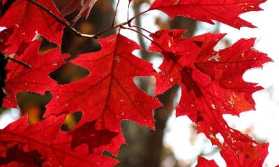 Northern Red Oak (Everything You Need to Know) | Tree Guides