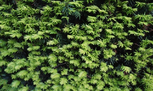 How Do Trees Communicate? (Learn Today) | Local Trees
