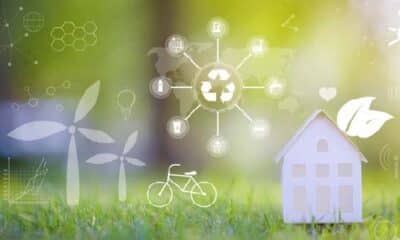 Are Trees A Renewable Resource? (with examples) | Local Trees