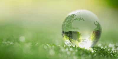 Are Trees A Renewable Resource? (with examples) | Local Trees