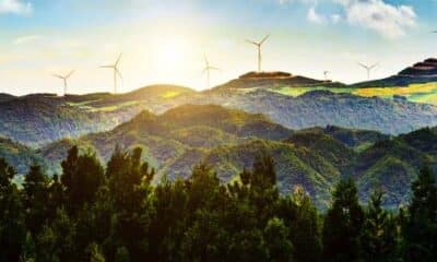 Are Trees A Renewable Resource? (with examples) | Local Trees