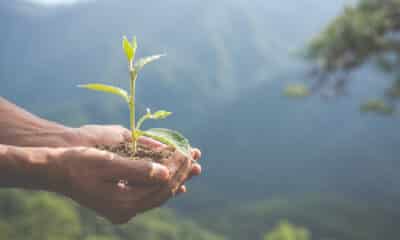 The 11 Biggest Differences Between Trees vs Plants (...Full List)