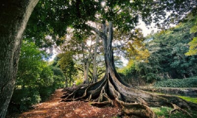 The 11 Biggest Differences Between Trees vs Plants (...Full List)