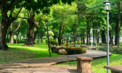 The 11 Biggest Differences Between Trees vs Plants (...Full List)