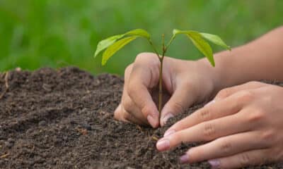 The 11 Biggest Differences Between Trees vs Plants (...Full List)