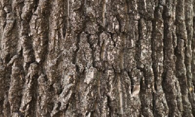 The 11 Biggest Differences Between Trees vs Plants (...Full List)