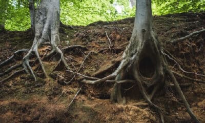 Can Oak Tree Roots Damage Foundation? (Tips Included) | LTE