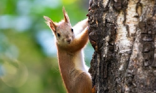 7 Main Reasons Why Trees Are Important (by Tree Enthusiasts)