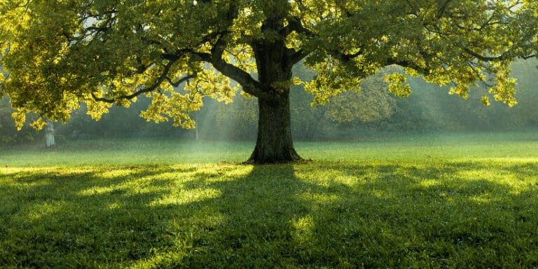 7 Main Reasons Why Trees Are Important (by Tree Enthusiasts)